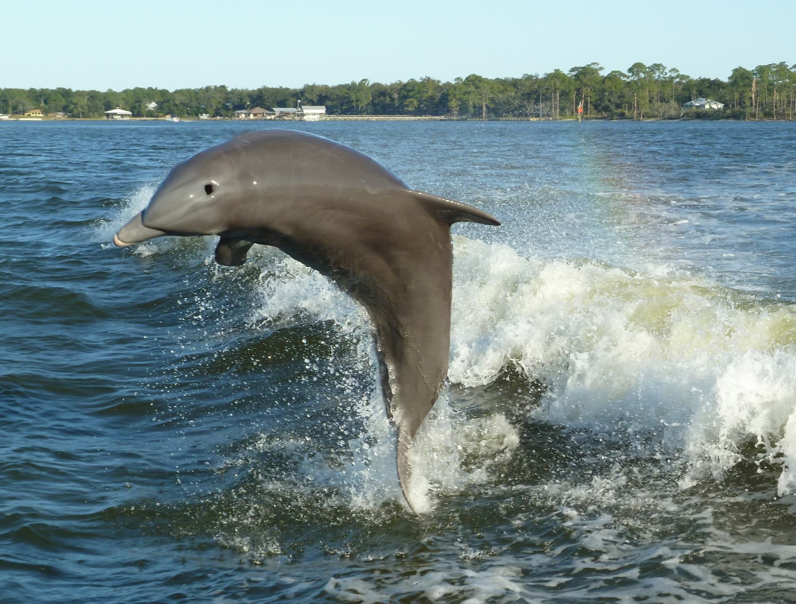 Kids Adventure/Private Dolphin Tours – Real Life Charters