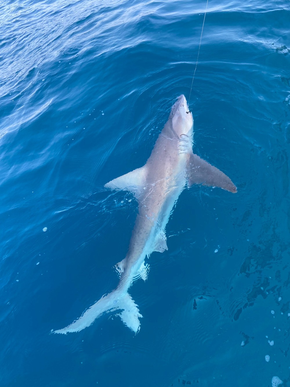 Shark Adventure – Real Life Charters